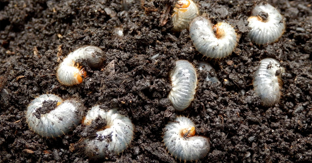 Pour en finir avec les vers blancs dans votre pelouse - Experts Verts